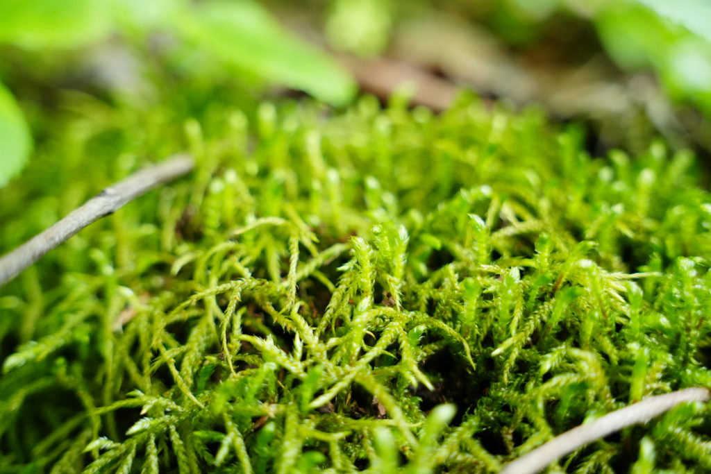 2024/06/09【ブログ】堺ノ神岳に登ってきました（前編） – AKSK Studio.