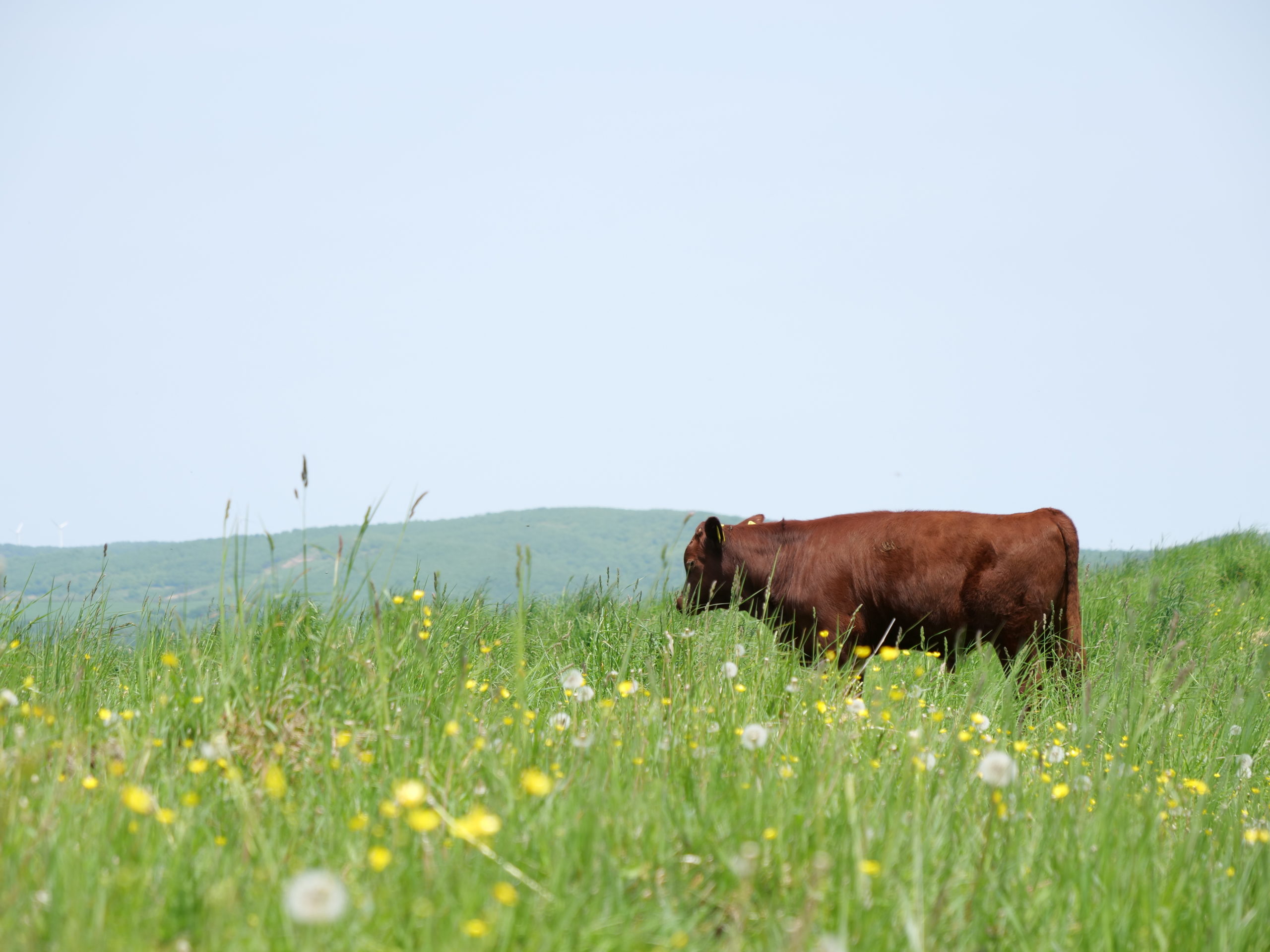 2025/07/18【お仕事】岩泉短角家様の自販機デザインに協力させていただきました – AKSK Studio.